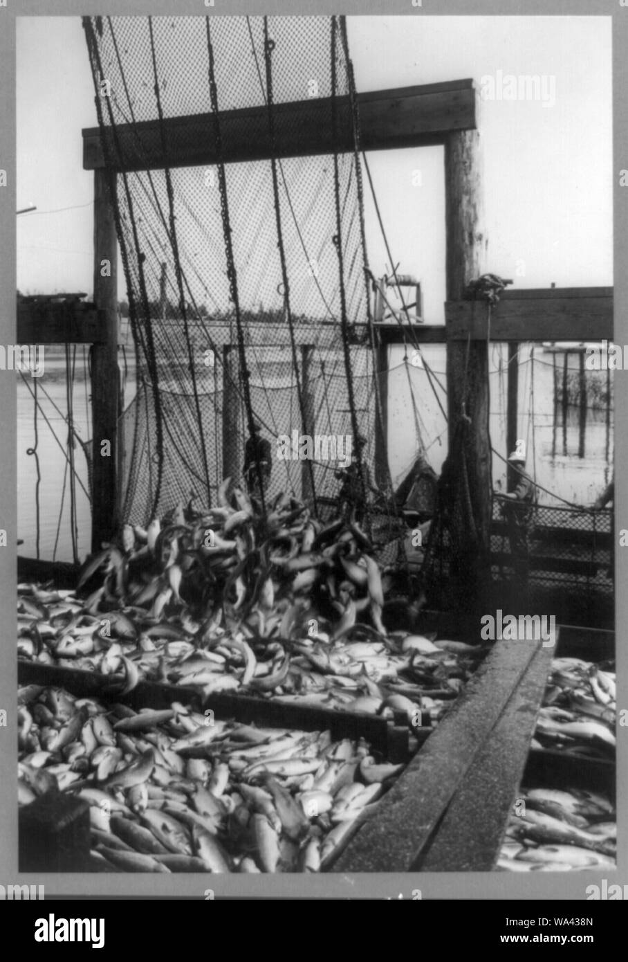 Brailing salmon from a trap Stock Photo - Alamy