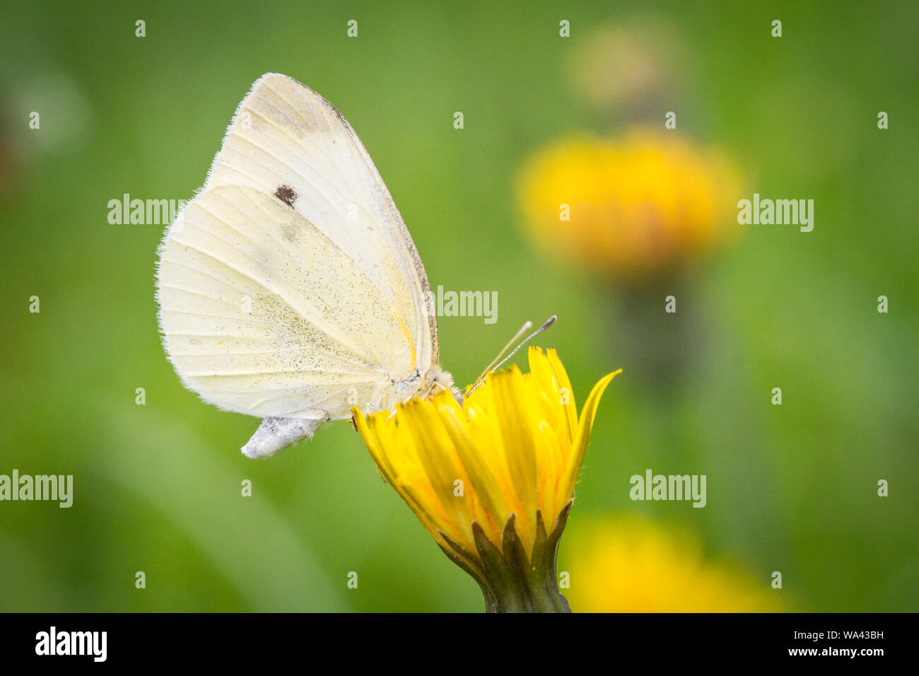 Cabbage white hi-res stock photography and images - Alamy