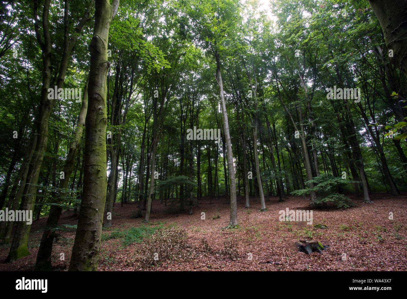 beautiful rain forest, treetops in a green forest landscape, nature ...