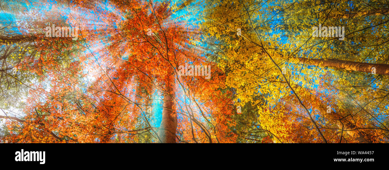 multi colour trees in the autumn forest Stock Photo - Alamy