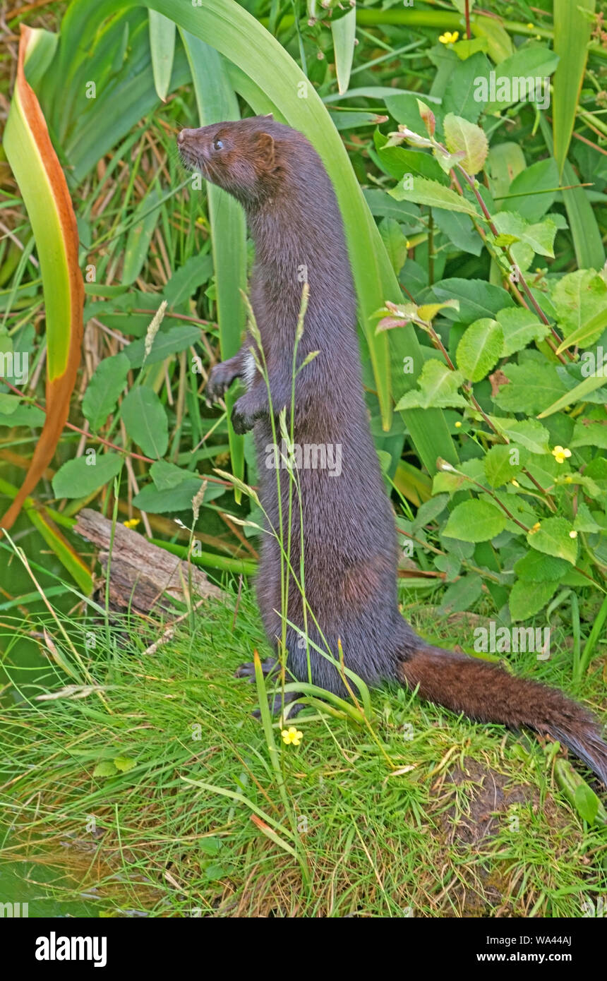 American mink mustela vison hi-res stock photography and images - Alamy