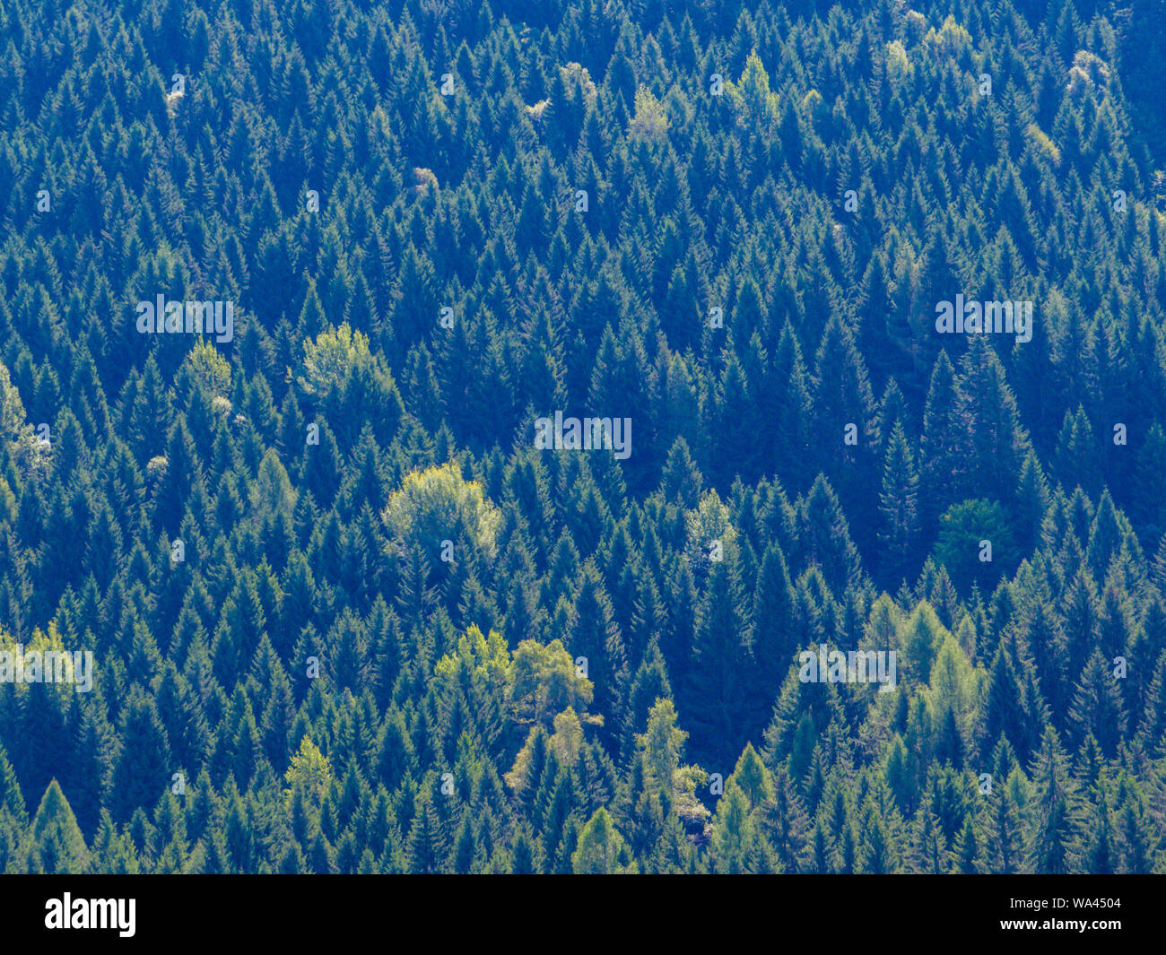 Beautiful green fir trees hi-res stock photography and images - Alamy