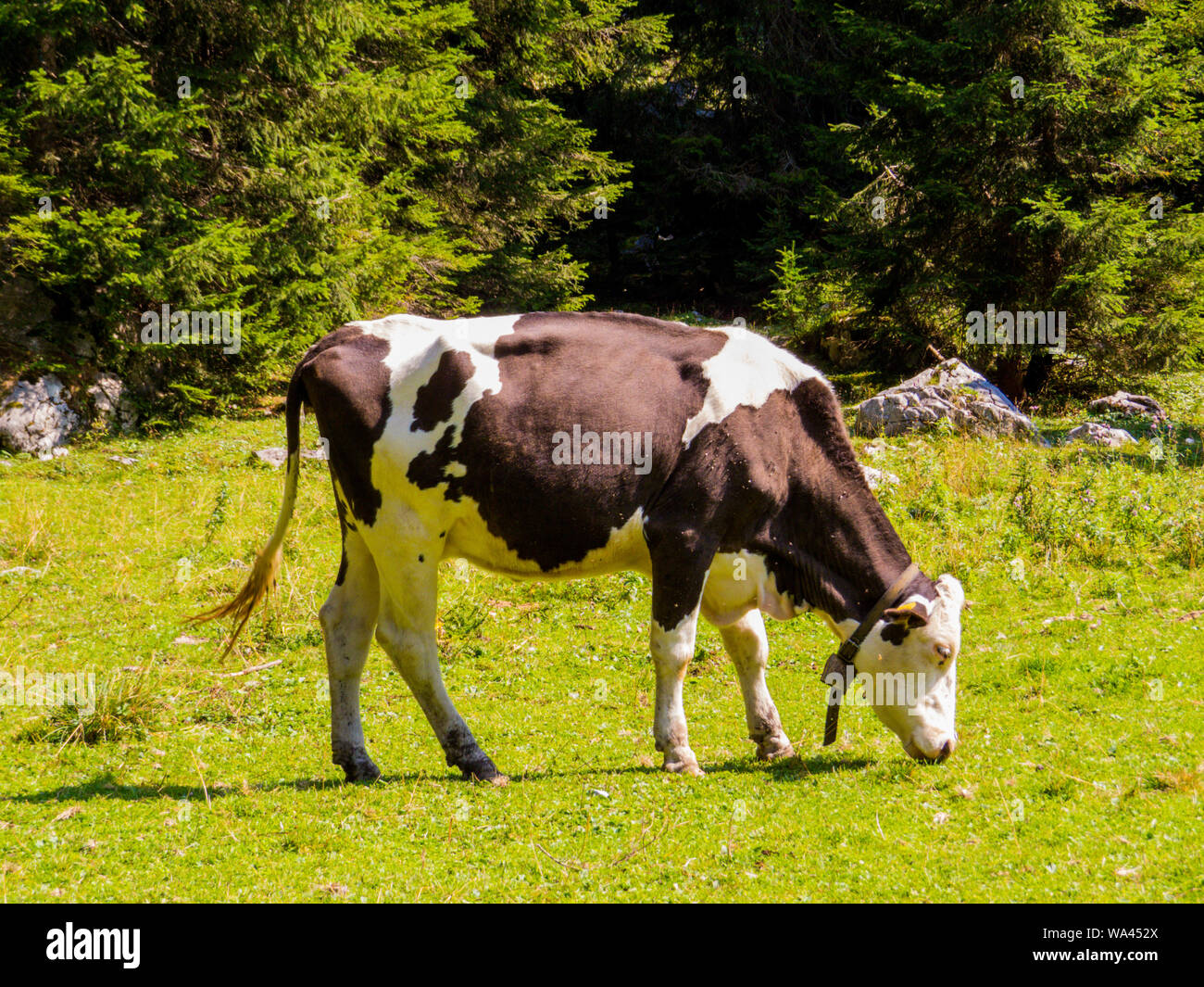 Grazing cow in alps italy hi-res stock photography and images - Alamy