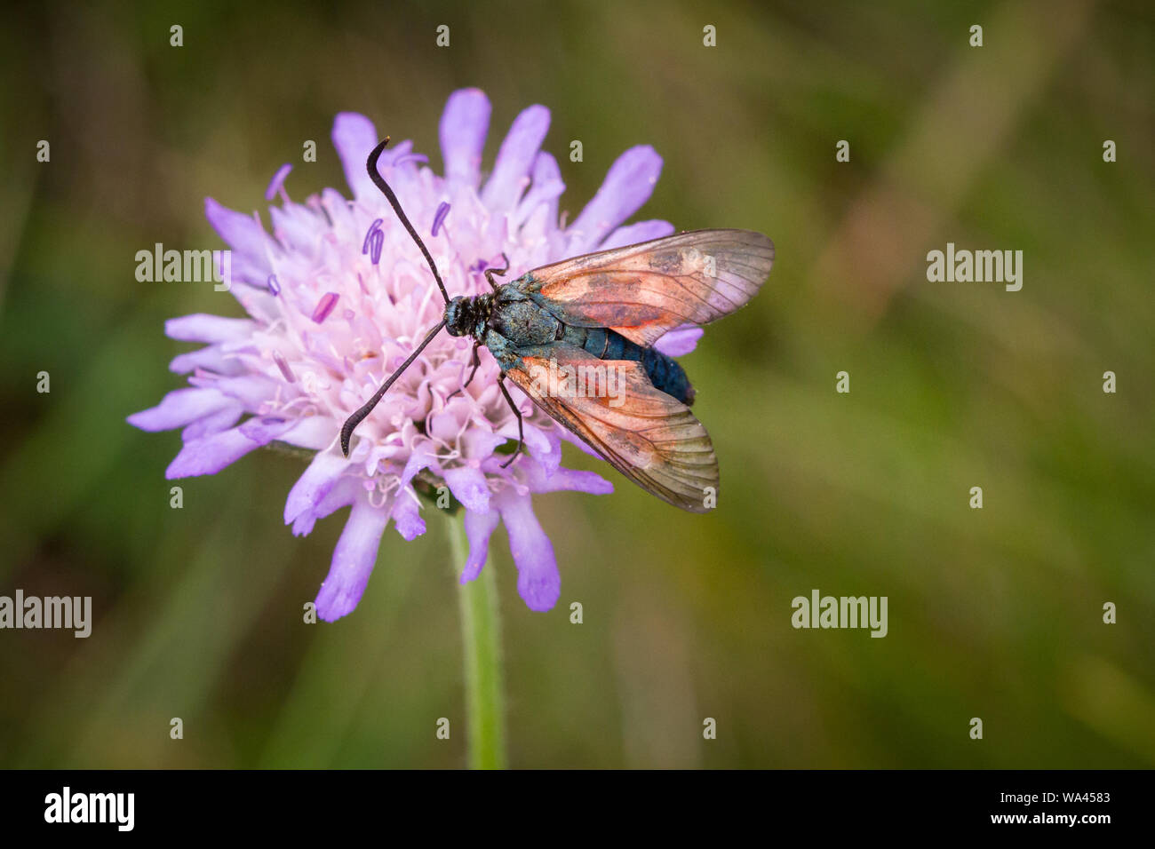 Burnet moth (Zygaenidae) feeding on a violet flower Stock Photo - Alamy