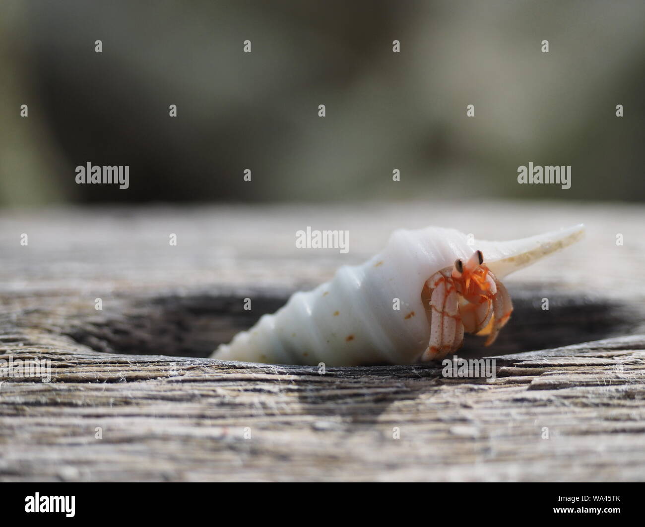 Popping up from shell Stock Photo - Alamy