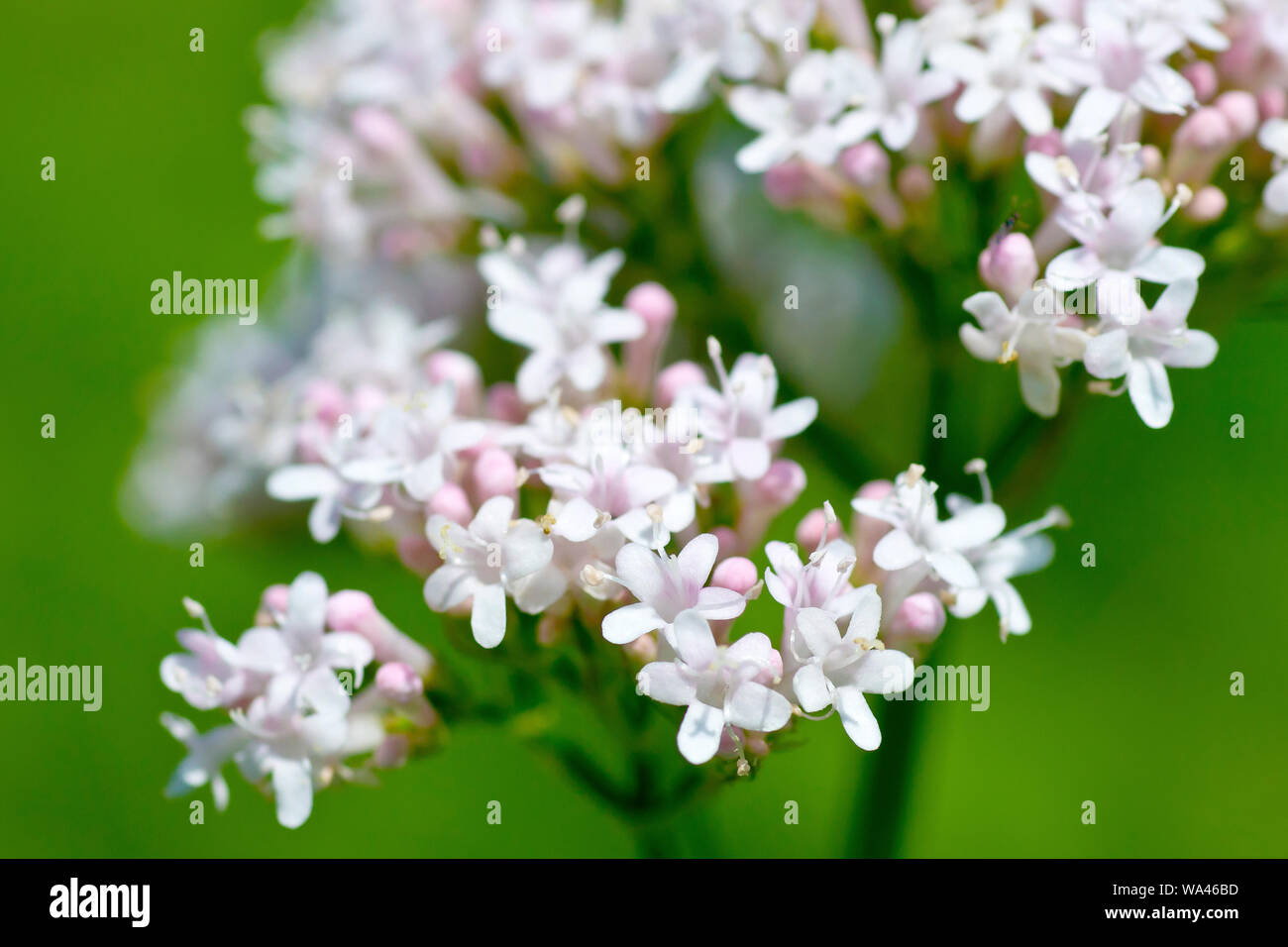 Pink valerian valeriana officinalis flowers hi-res stock photography ...