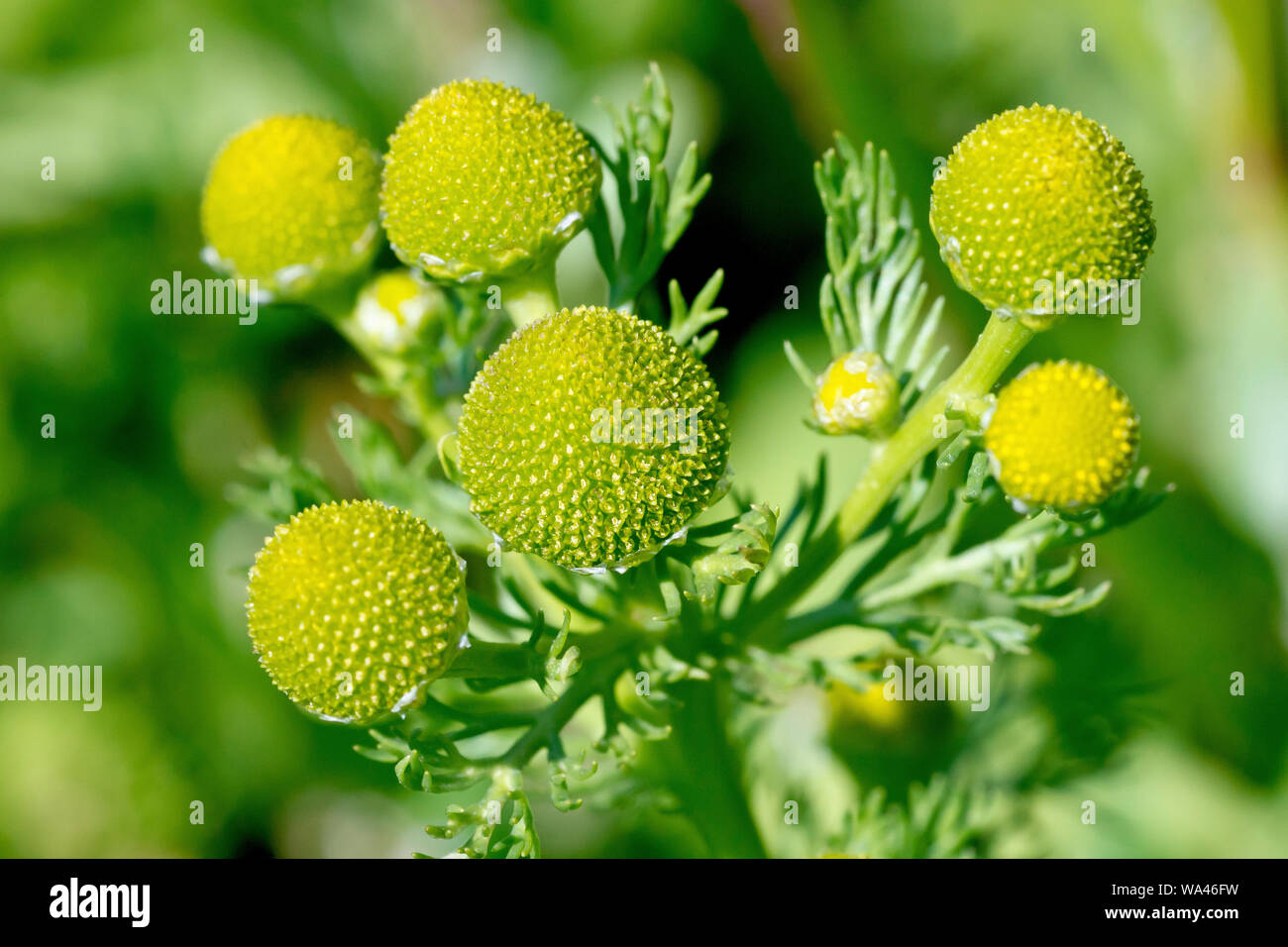 Pineappleweed or Pineapple Mayweed (matricaria matricarioides or ...