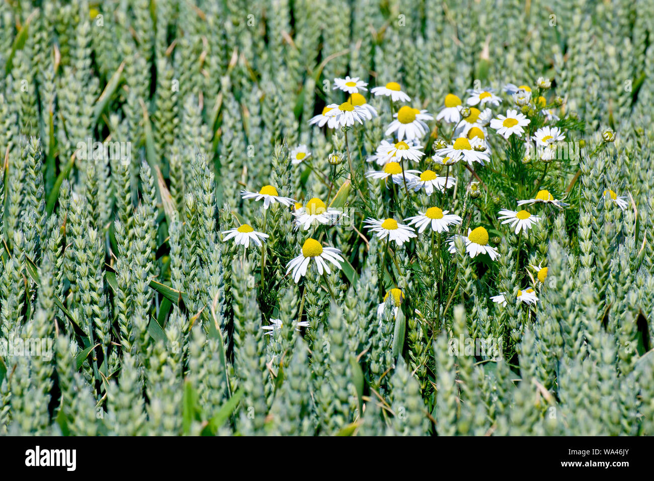 Scentless Mayweed (matricaria maritima), a cluster of flowers growing ...