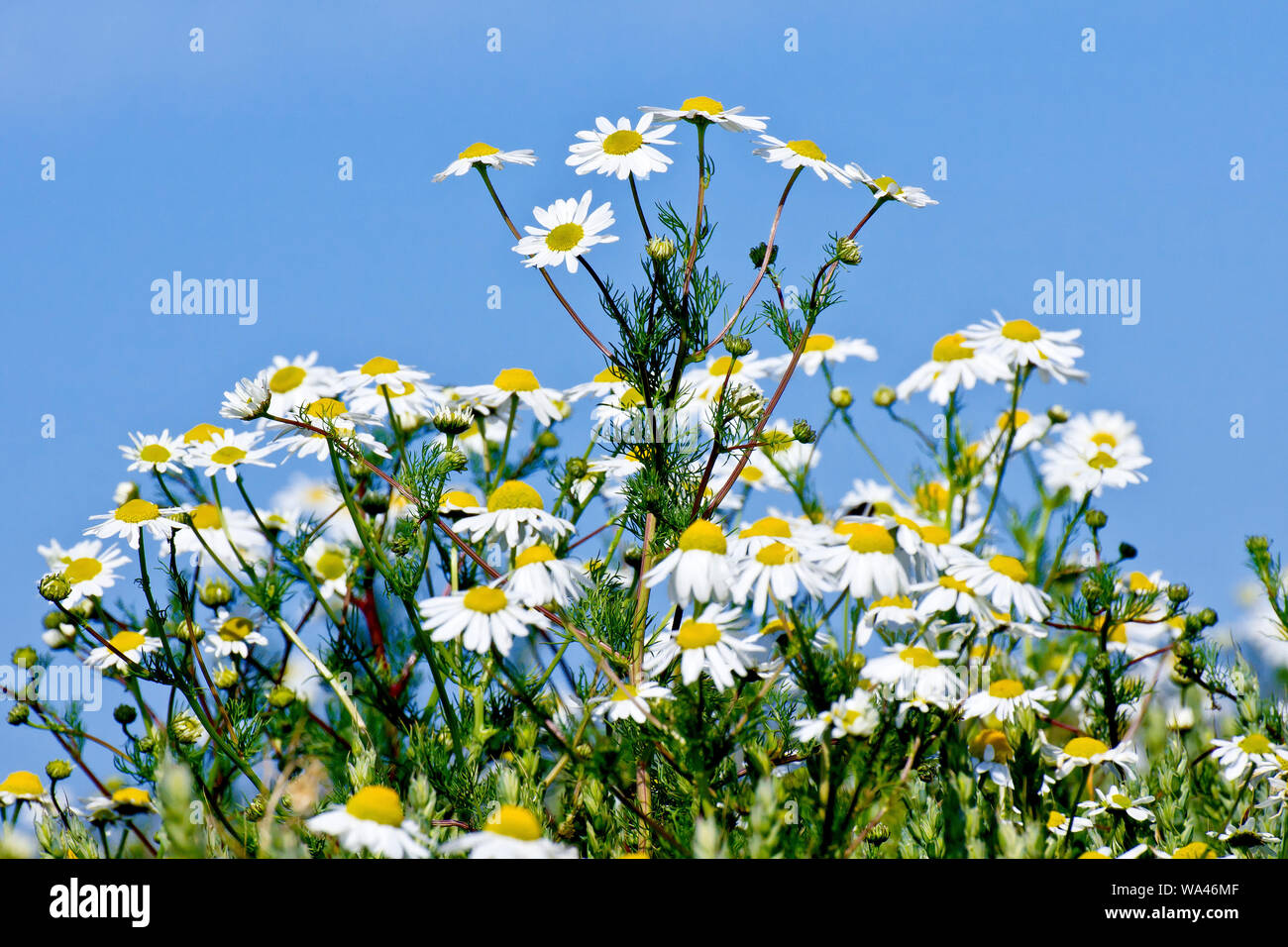 Scentless Mayweed (matricaria maritima), a profusion of flowers growing ...