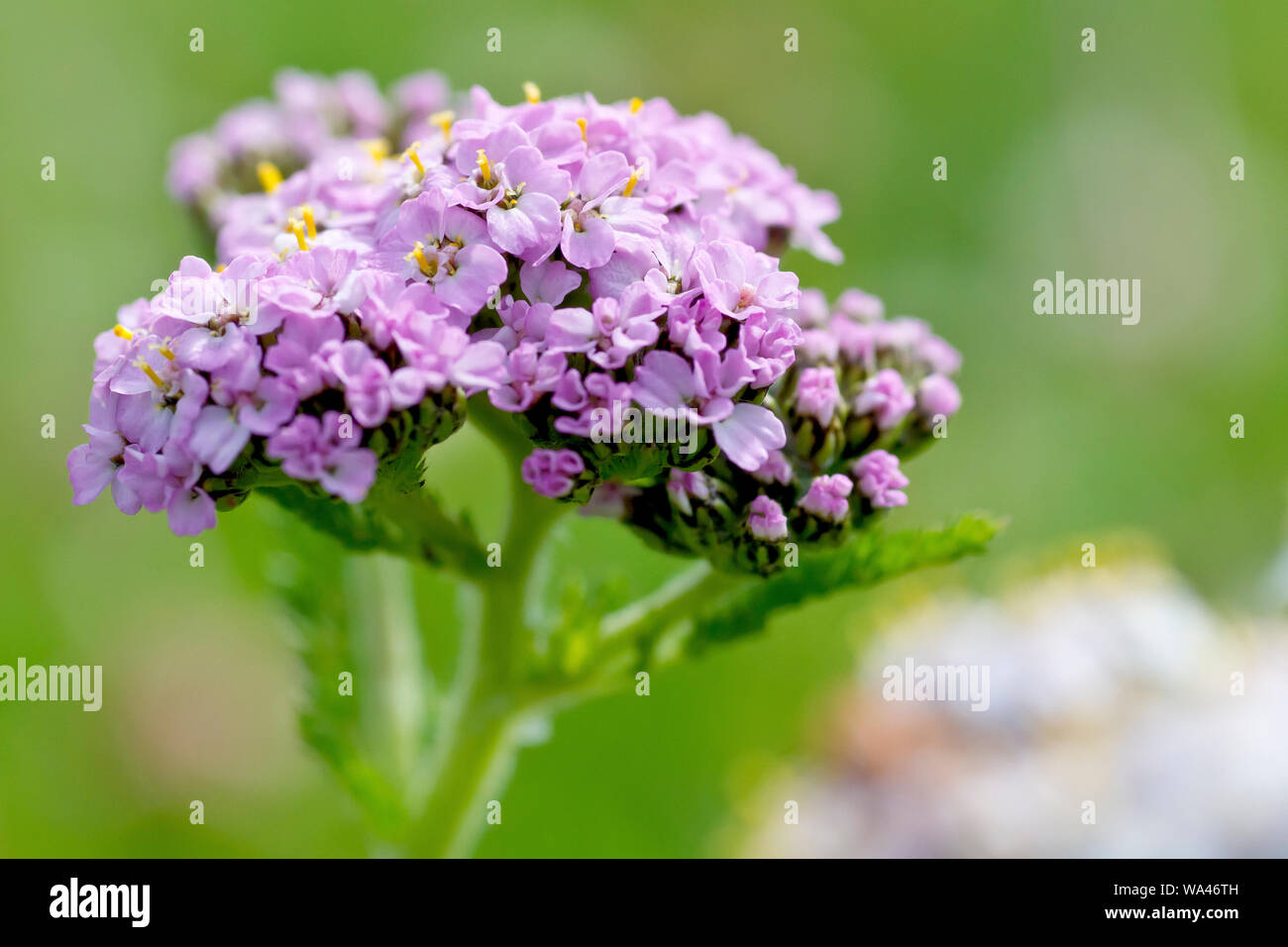 Close up pink yarrow hi-res stock photography and images - Alamy