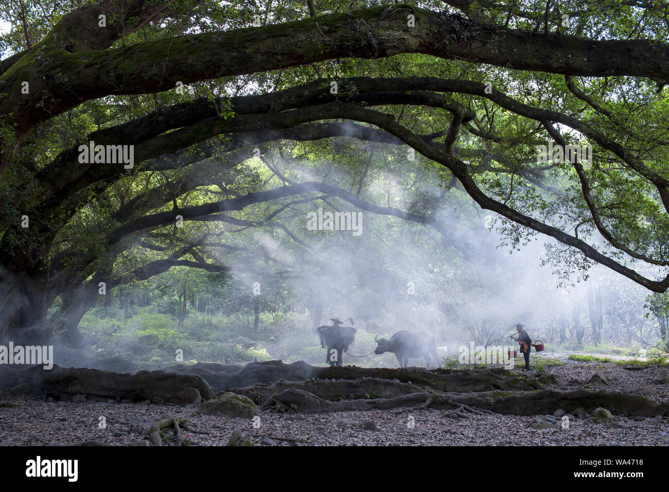 Jiangxi large banyan tree Stock Photo - Alamy