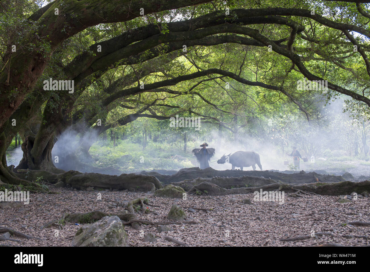 Jiangxi large banyan tree Stock Photo - Alamy