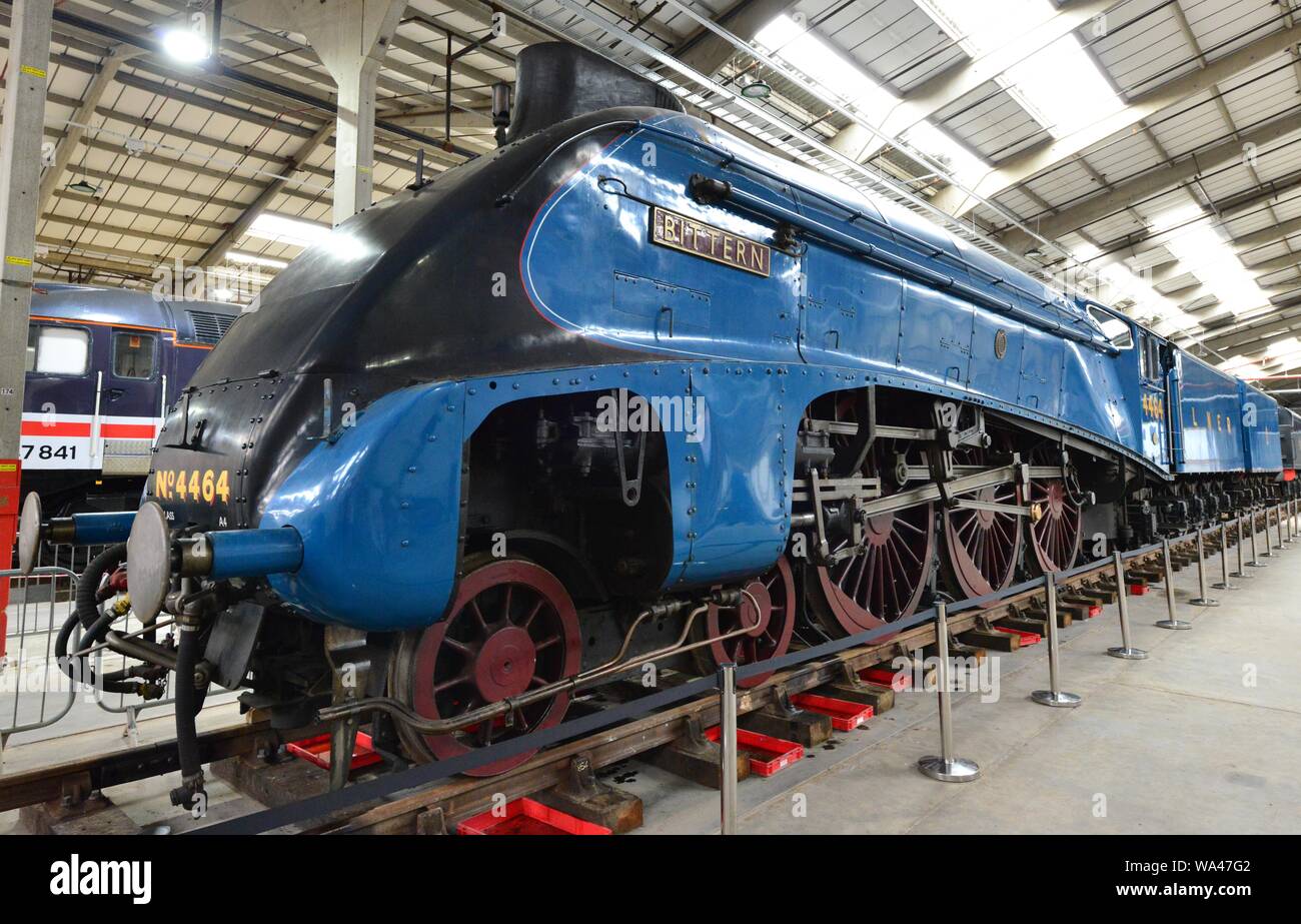 Bittern and A4 Pacific Locomotive Stock Photo - Alamy