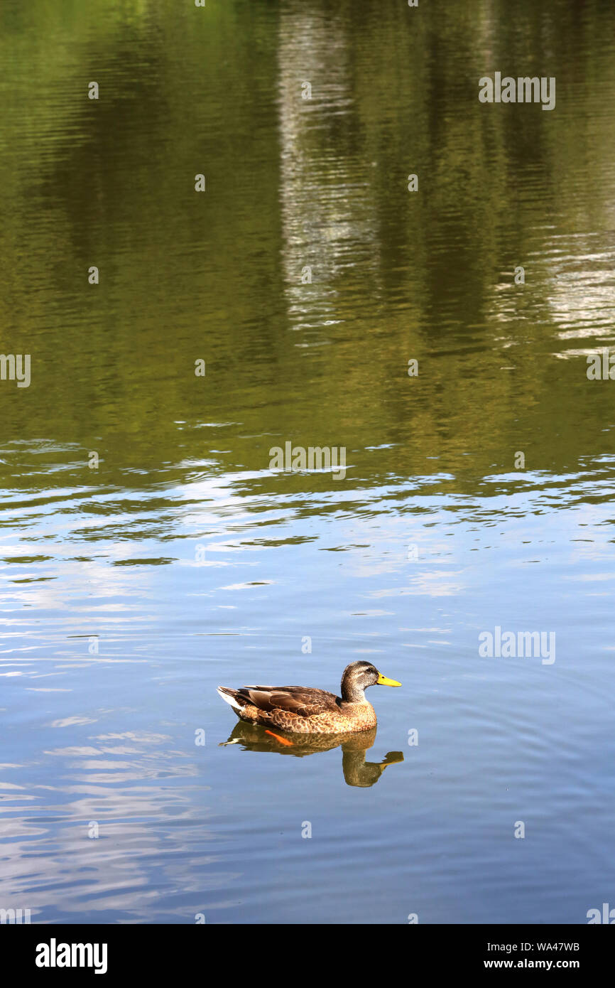 Le canard hi-res stock photography and images - Alamy