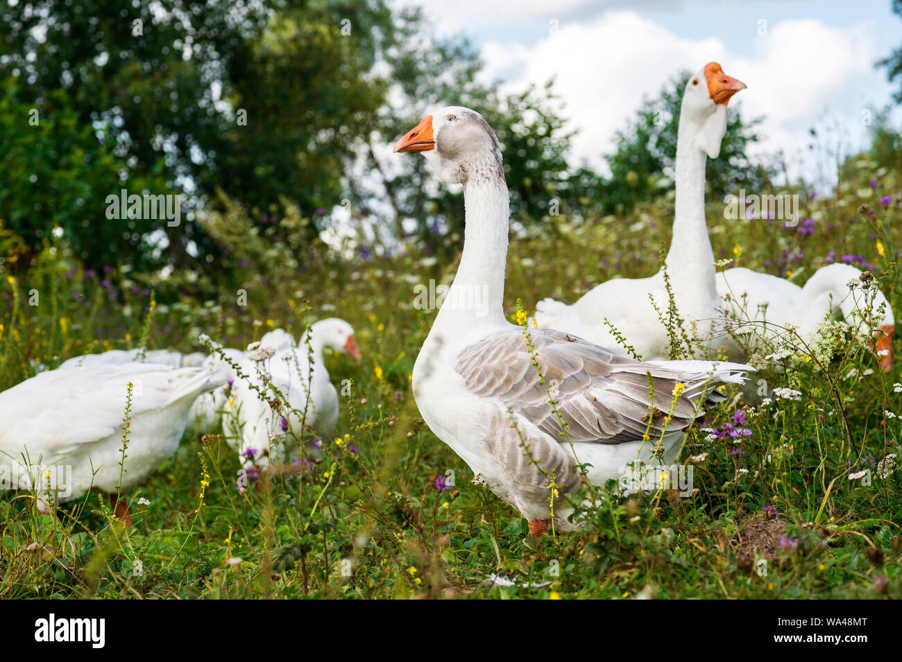 Spring chicks poultry farming birds hi-res stock photography and images ...
