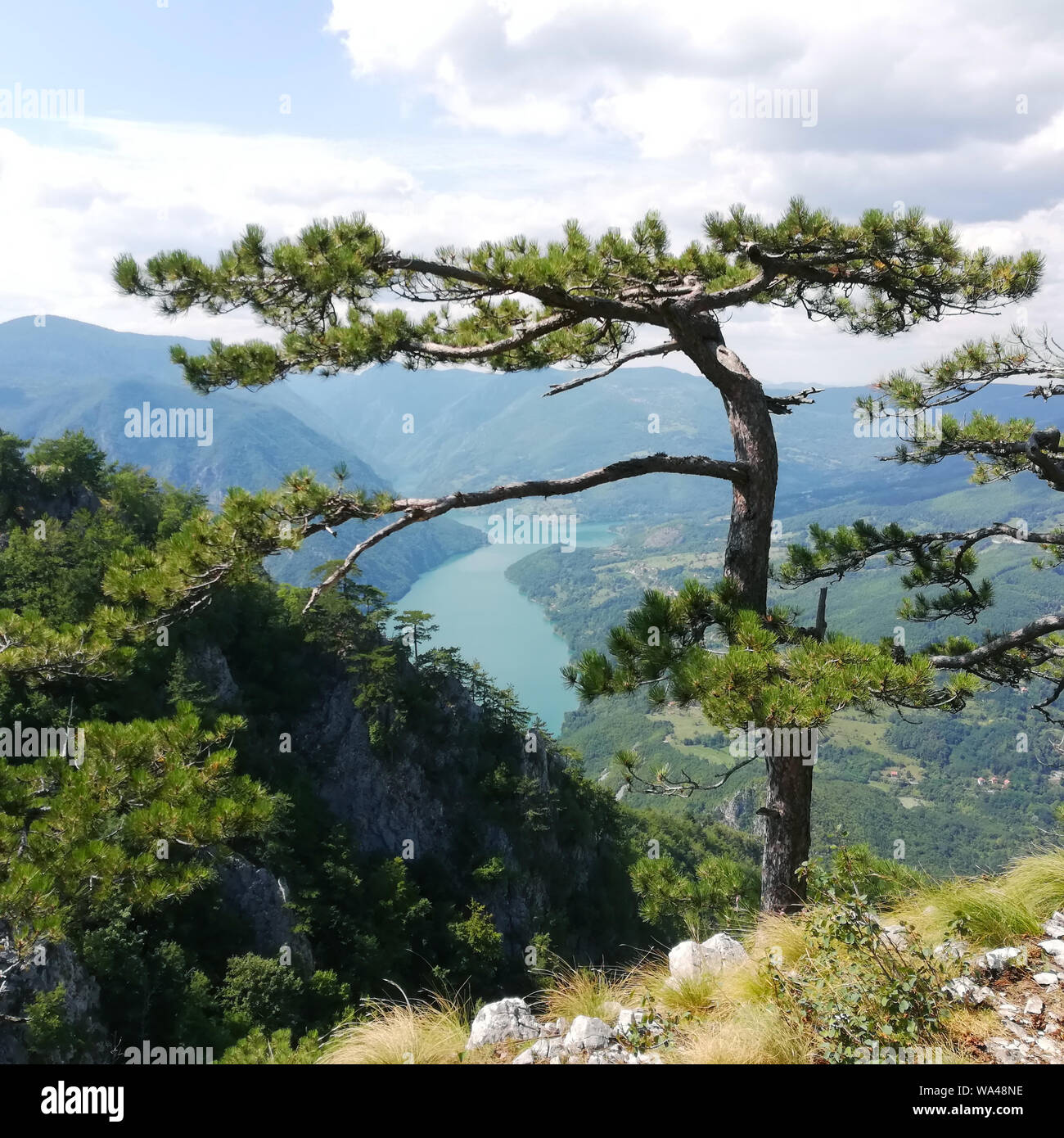 Viewpoint Banjska stena at Tara mountain - Serbia Stock Photo - Alamy