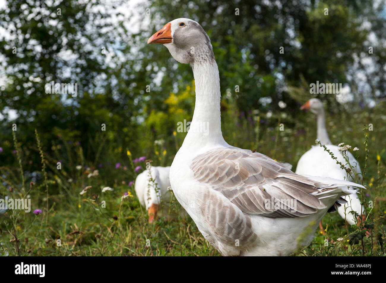 Goose mother shall exercise parental supervision of younger older ...