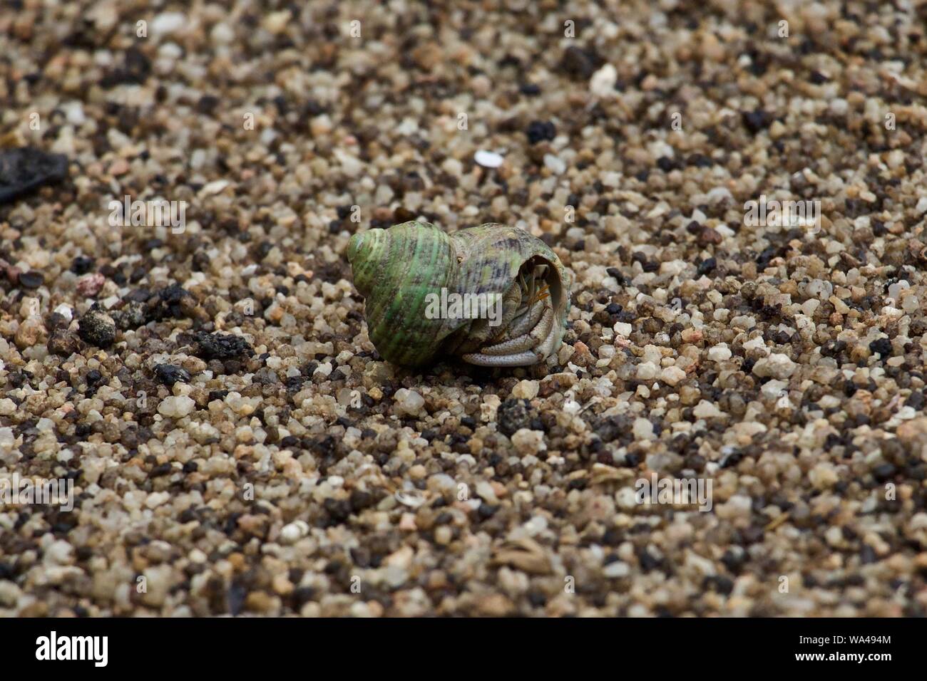 Large female hermit crab hiding Stock Photo - Alamy