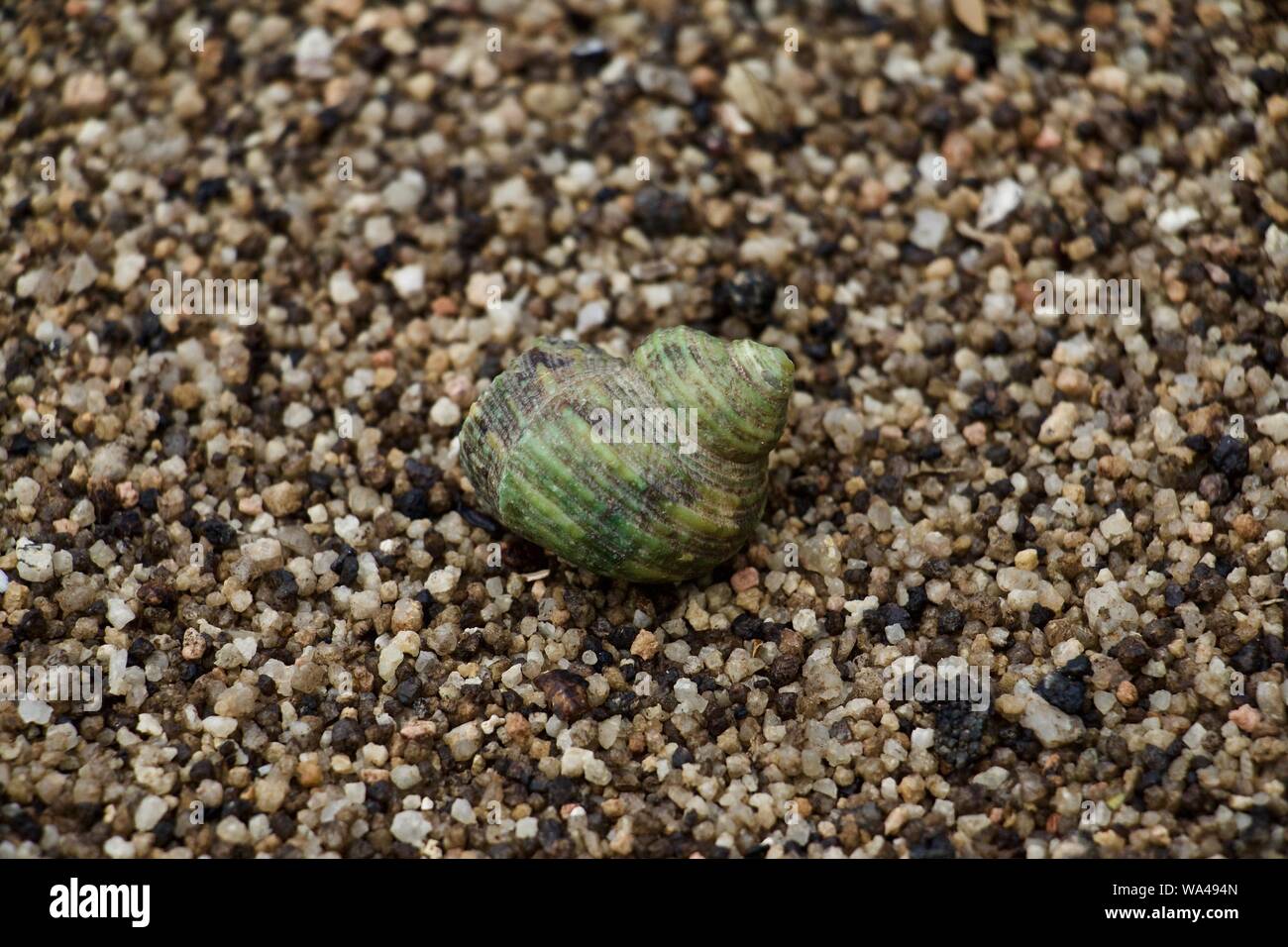 Indonesia beach shells hi-res stock photography and images - Alamy