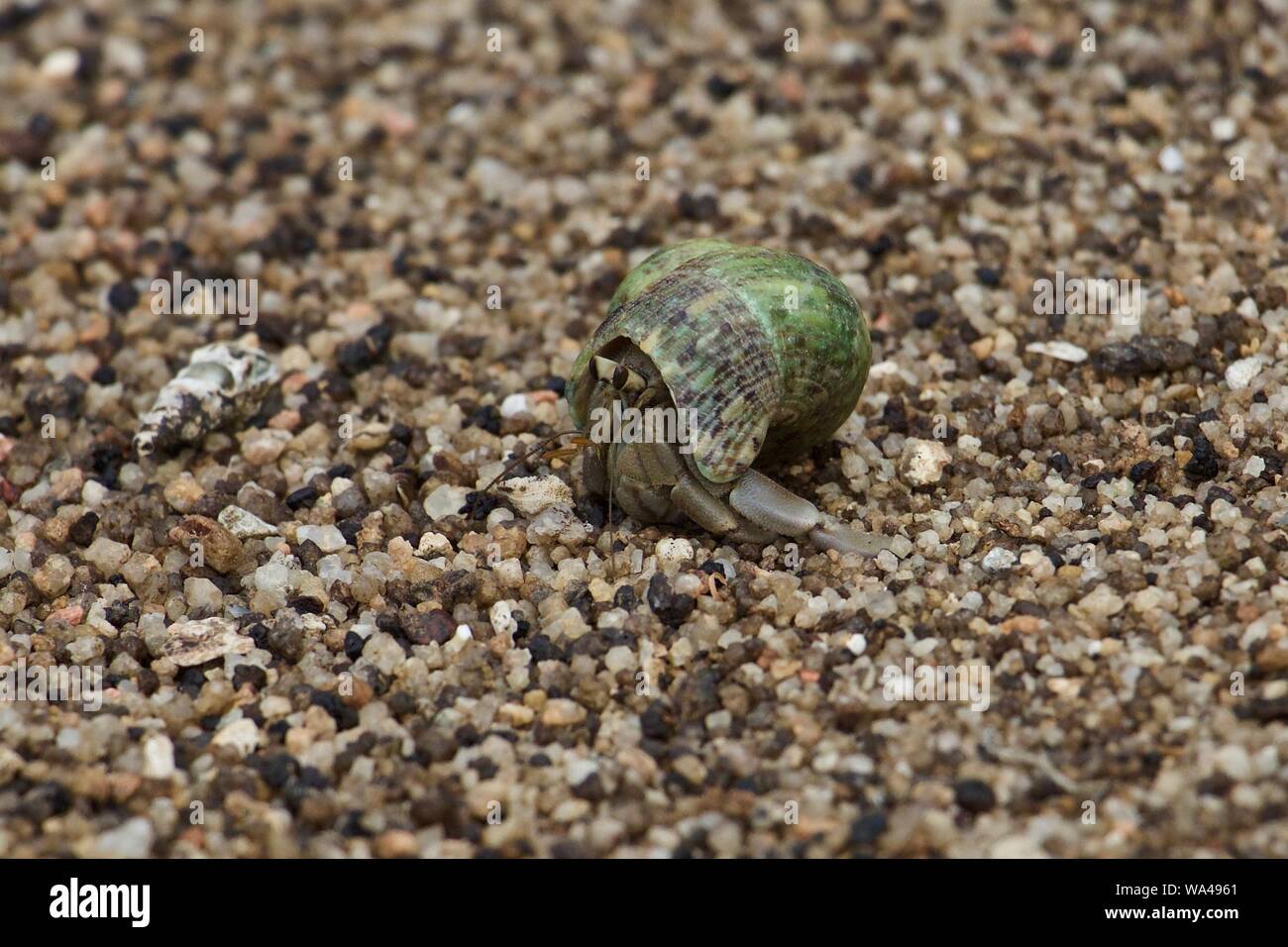 Green shell hi-res stock photography and images - Alamy