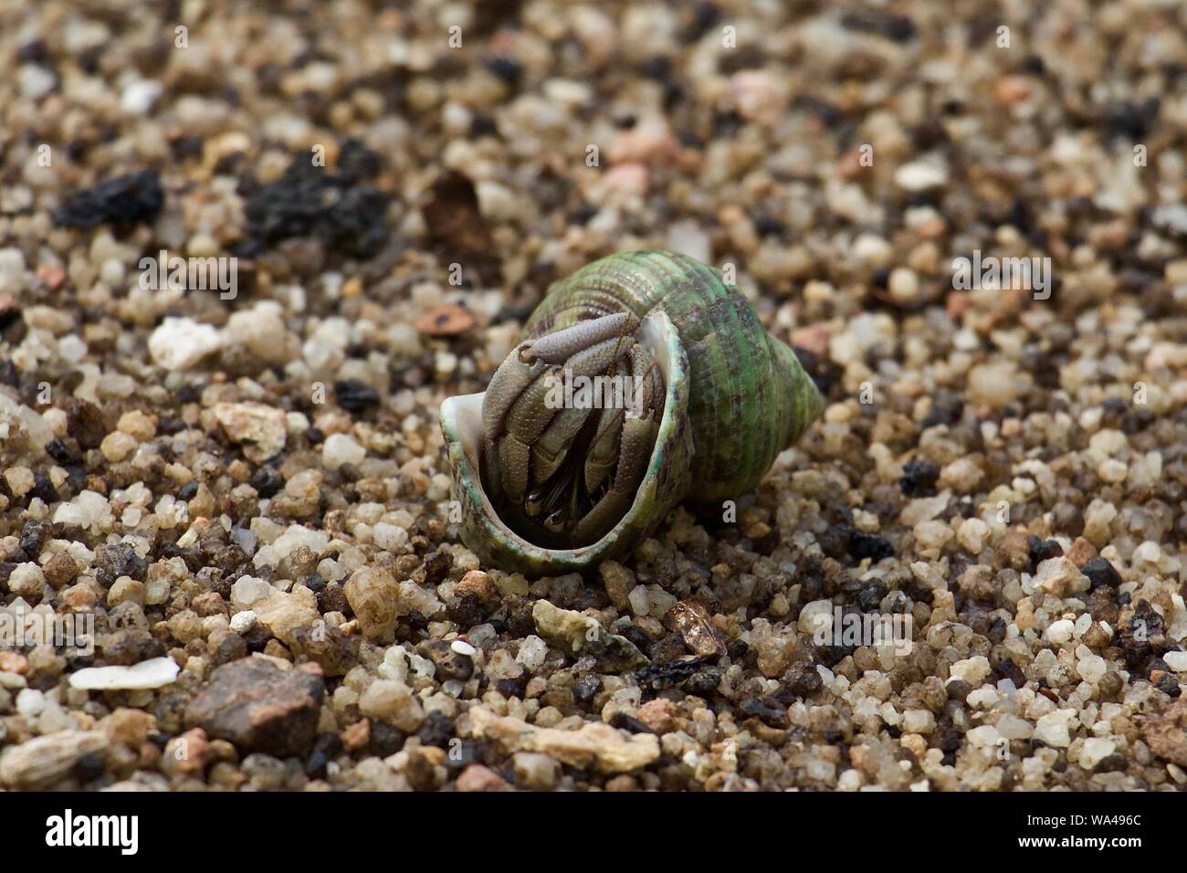Hermit Crab Inside Shell High Resolution Stock Photography and Images ...