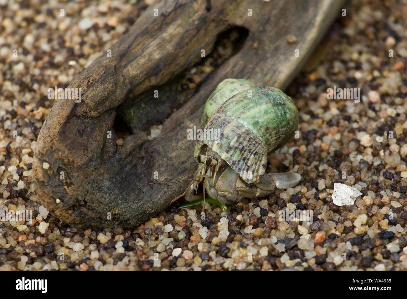 Shell of crab hi-res stock photography and images - Alamy