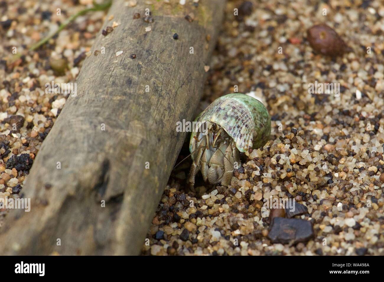 Large Hermit Crab High Resolution Stock Photography and Images - Alamy