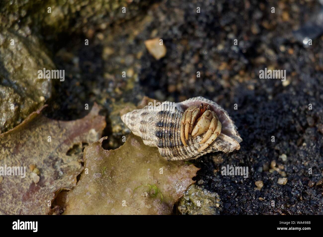 Hermit Crab Inside Shell High Resolution Stock Photography and Images ...