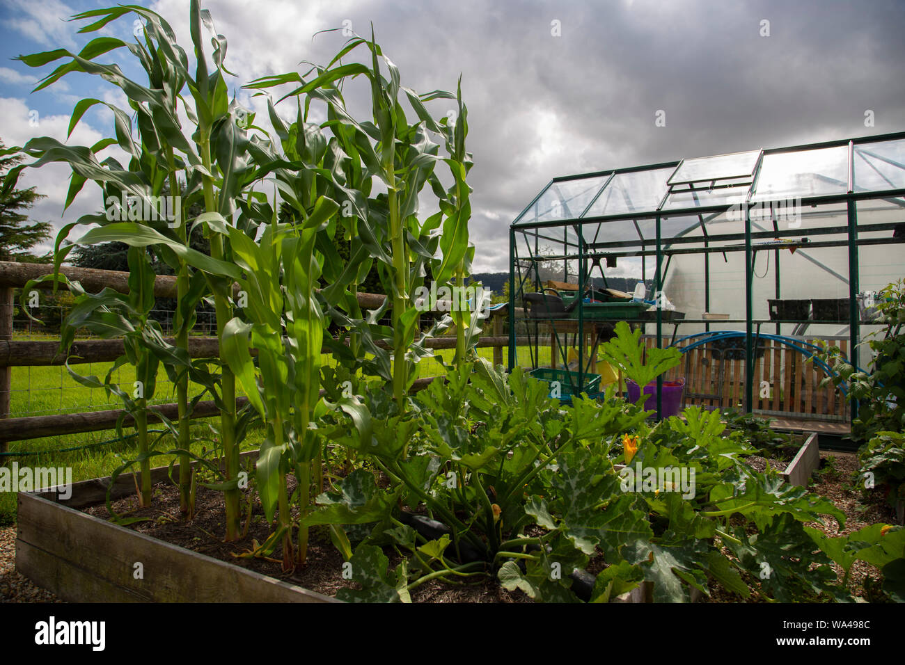 Sweetcorn and coutgette growing in a raised vegetable bed plot. With ...