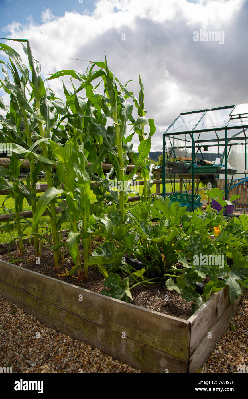 Sweetcorn and coutgette growing in a raised vegetable bed plot. With ...