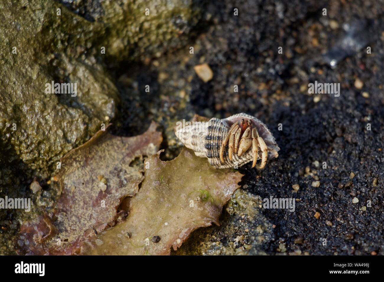 Cute small hermit crab hiding in shell Stock Photo - Alamy