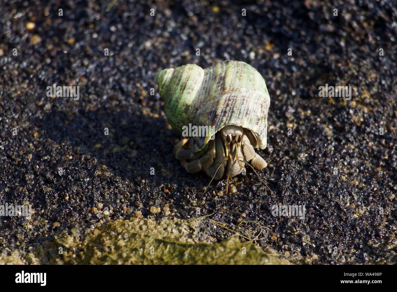 Green shell large female hermit crab on black background Stock Photo ...