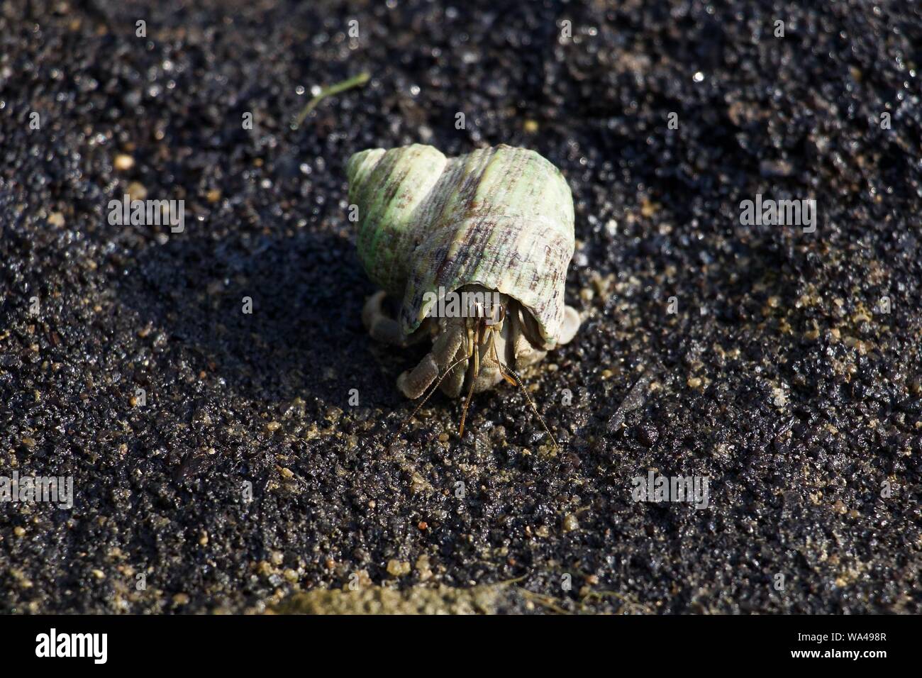 Green shell large female hermit crab on black background Stock Photo ...