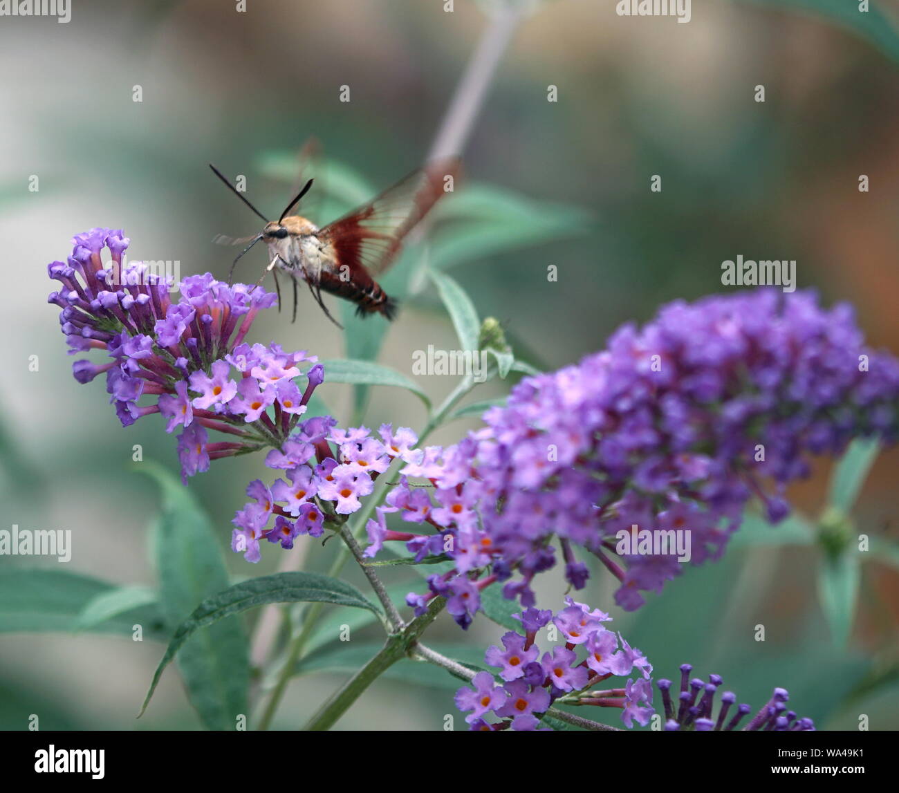 hummingbird moth collecting a meal Stock Photo - Alamy