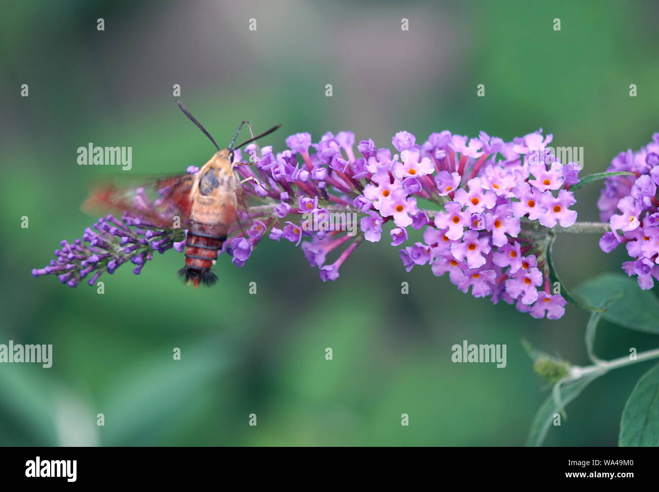 hummingbird moth collecting a meal Stock Photo - Alamy