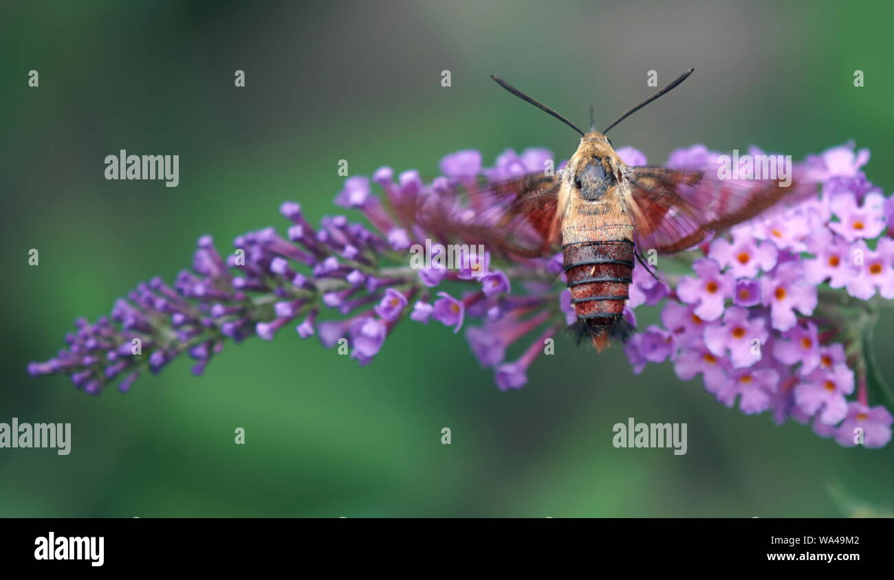 Hummingbird moth hi-res stock photography and images - Alamy