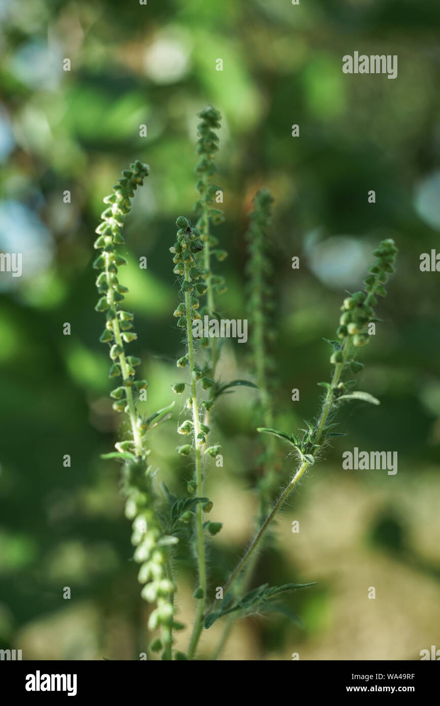 Ragweed seed hi-res stock photography and images - Alamy