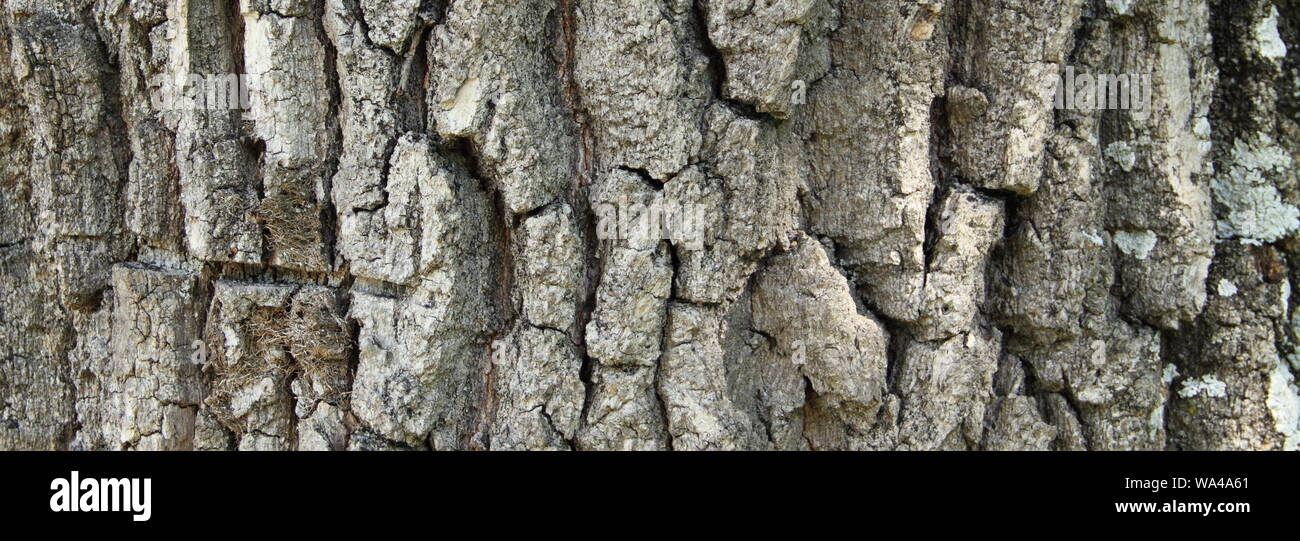 tree bark as a background Stock Photo - Alamy
