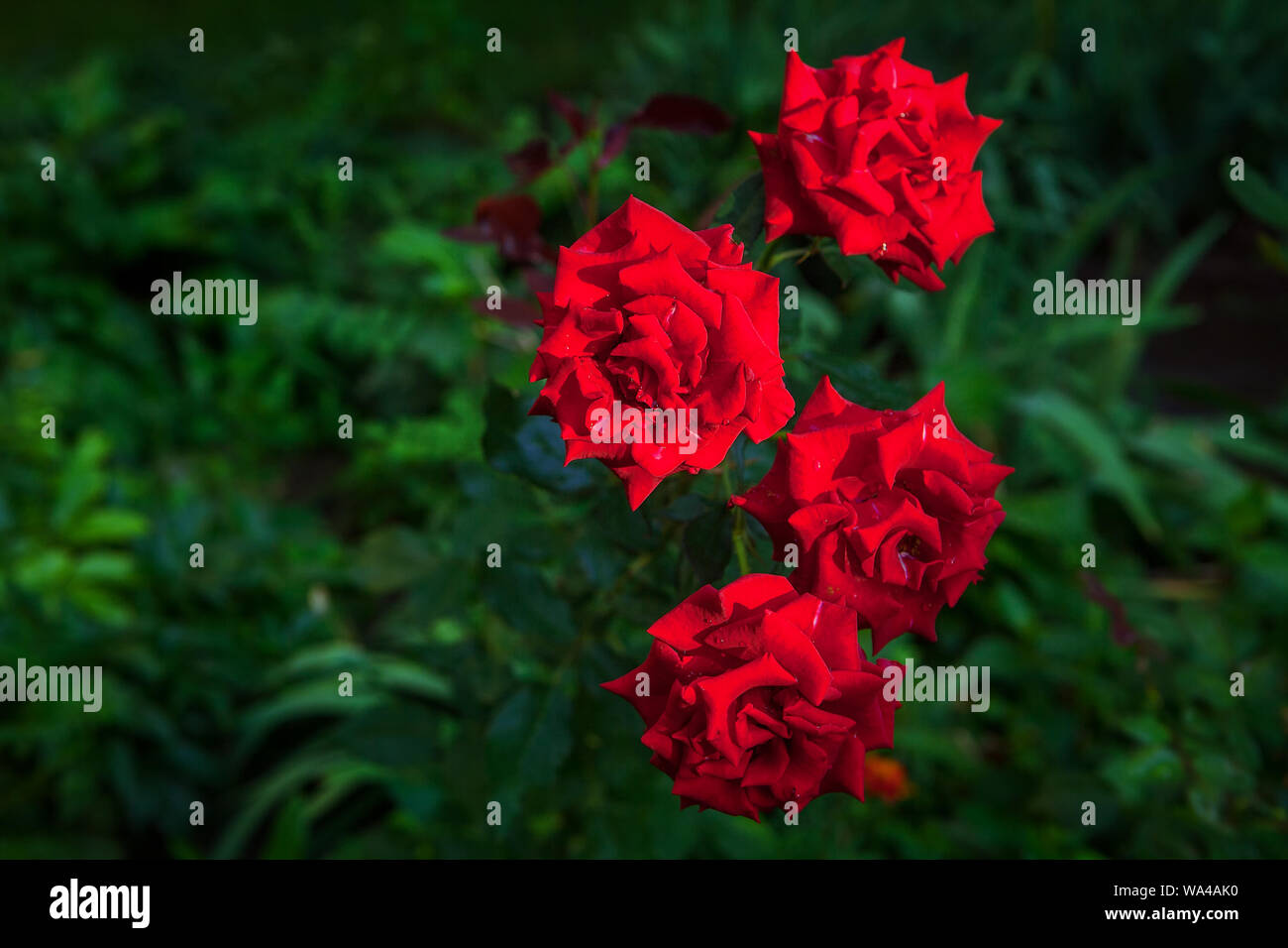 fresh purple roses growing in the garden Stock Photo - Alamy