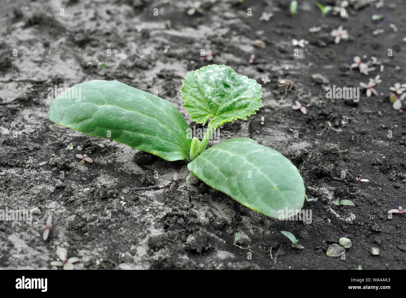 Pumpkin Sprout High Resolution Stock Photography and Images - Alamy