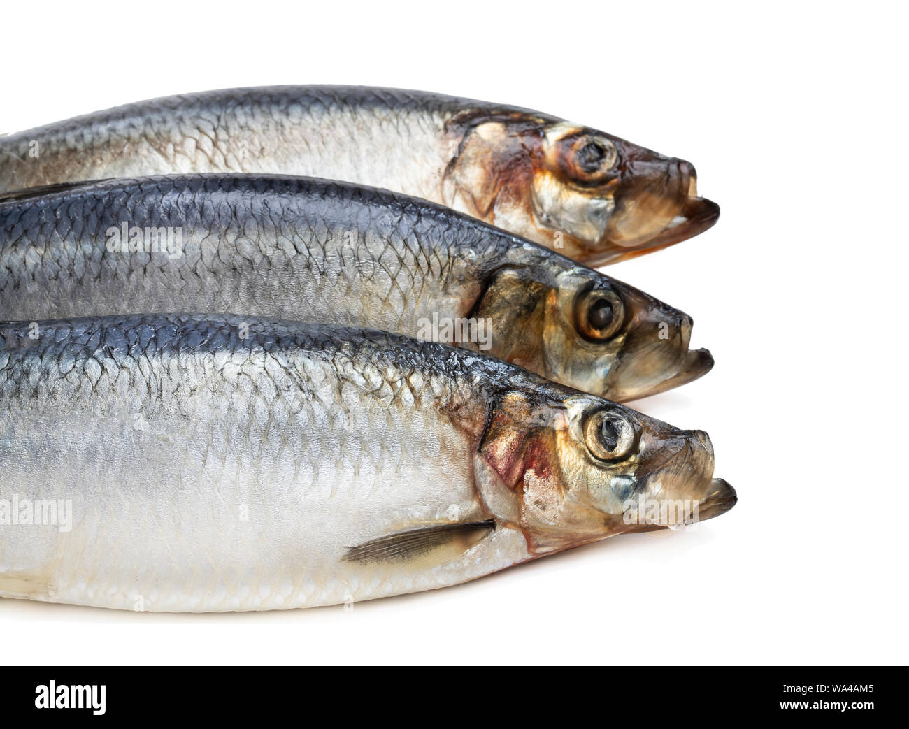 Set of fresh whole herring fish isolated on white Stock Photo - Alamy