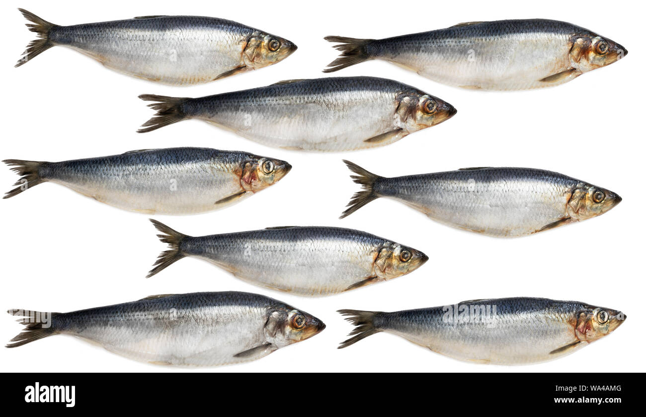 Set of fresh whole herring fish isolated on white Stock Photo - Alamy