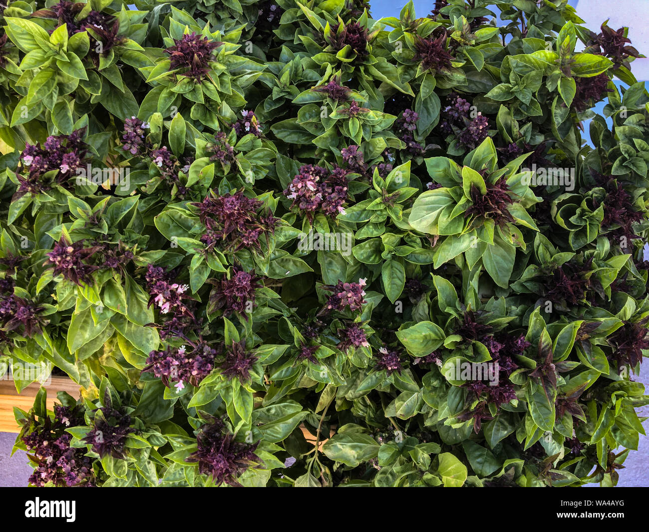 Greek basil hi-res stock photography and images - Alamy