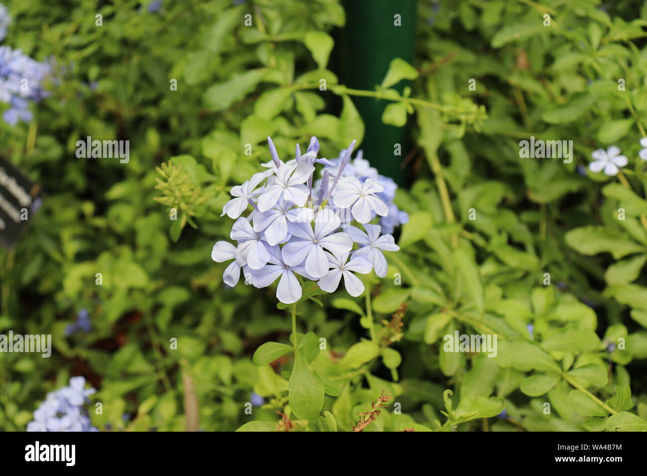 The photo was taken at the Tucson Botanical Garden in Tucson, AZ. Blue ...