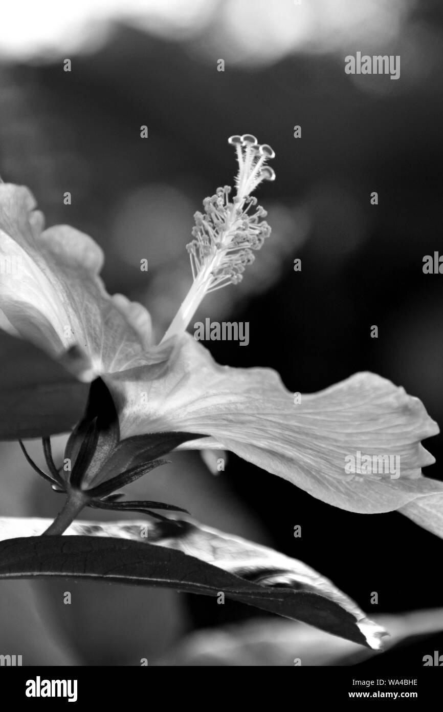 hibiscus blooming pink flower facing upwards to the sunny sky Stock ...
