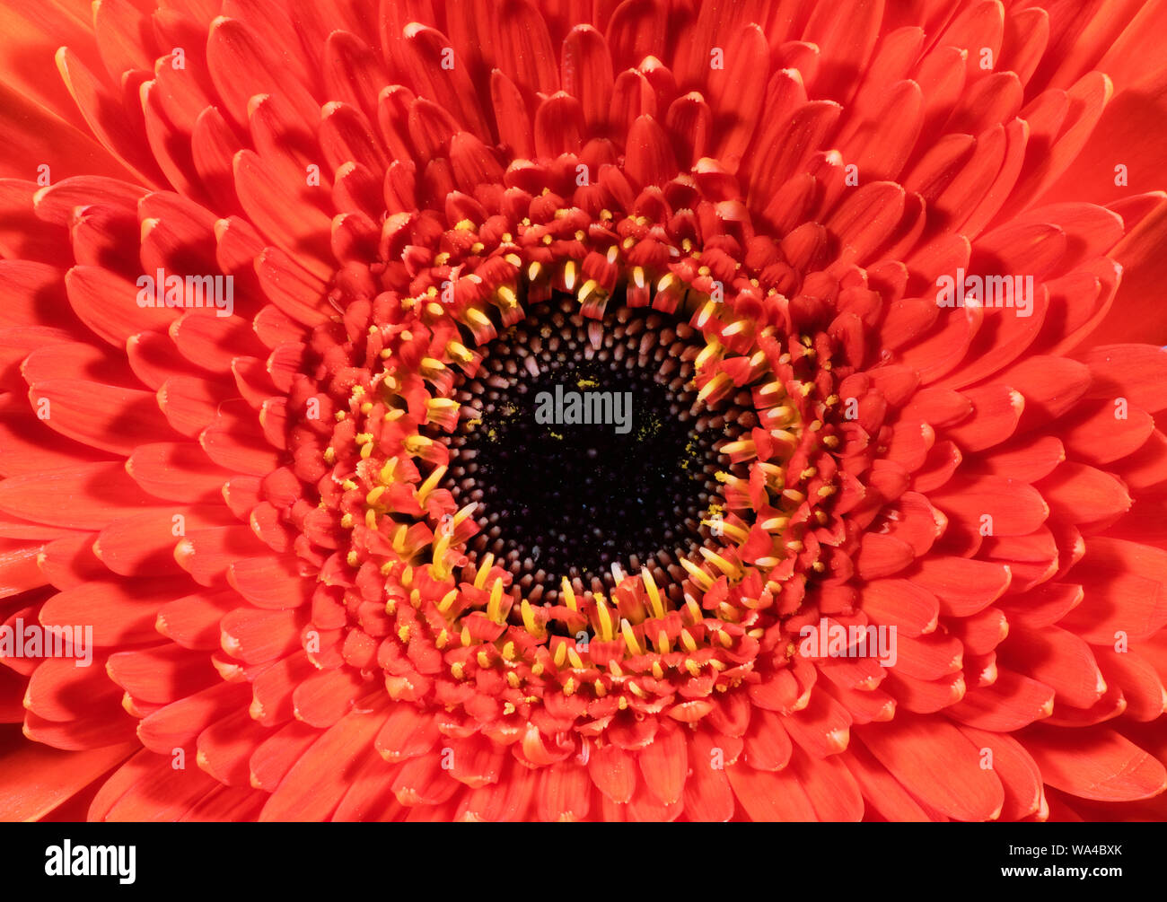 Orange gerbera flowers hi-res stock photography and images - Alamy