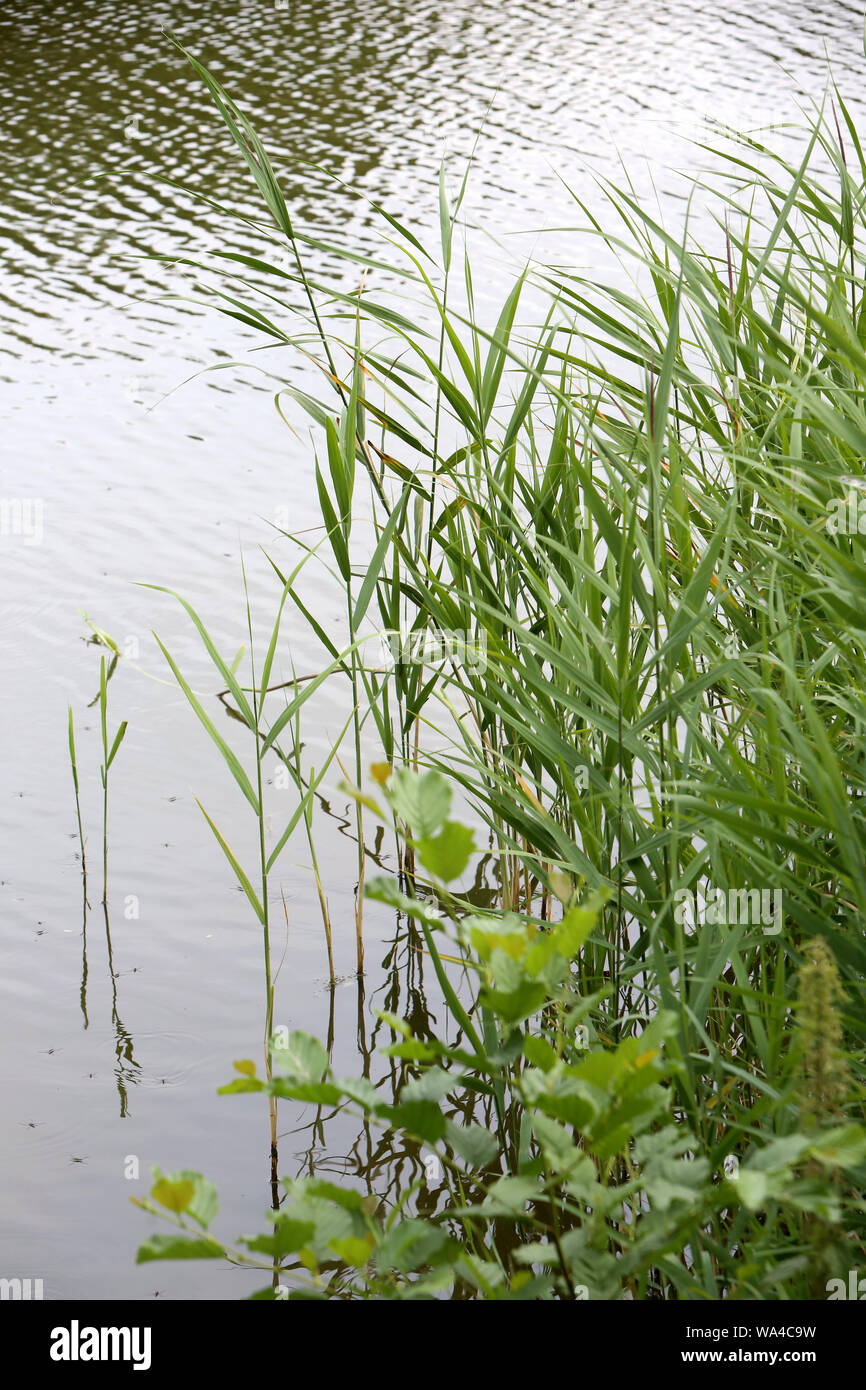 Roseau des roseaux hi-res stock photography and images - Alamy