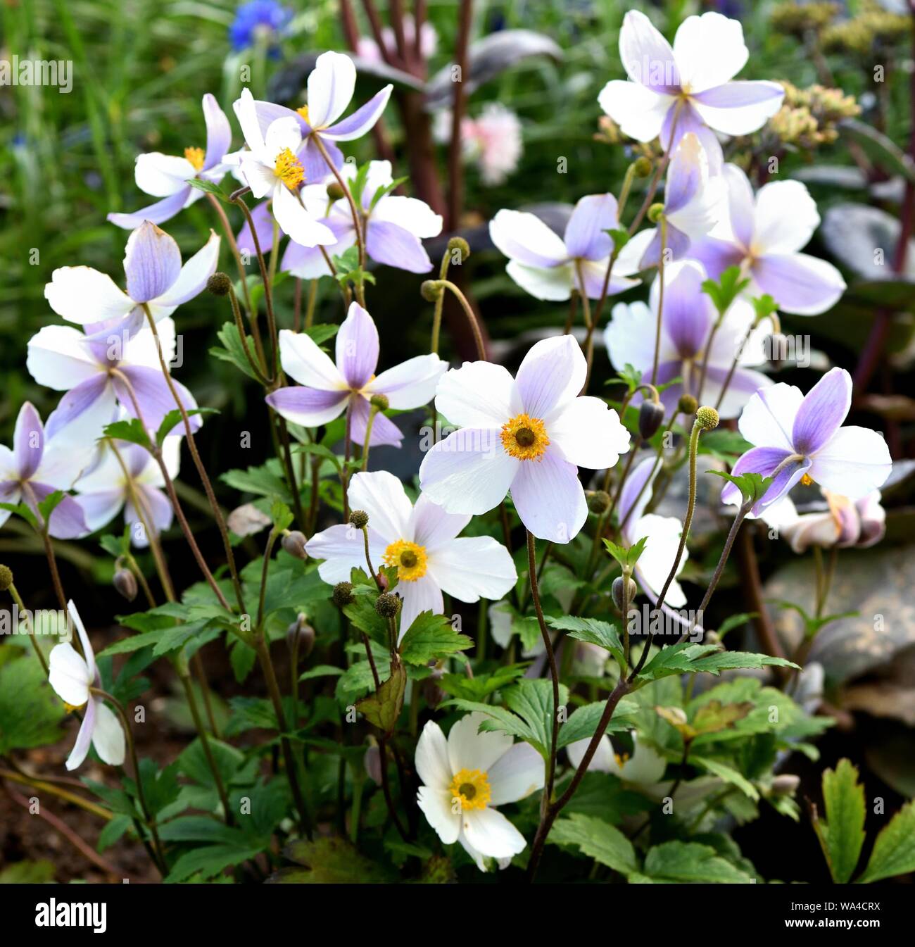Anemone wild swan hi-res stock photography and images - Alamy