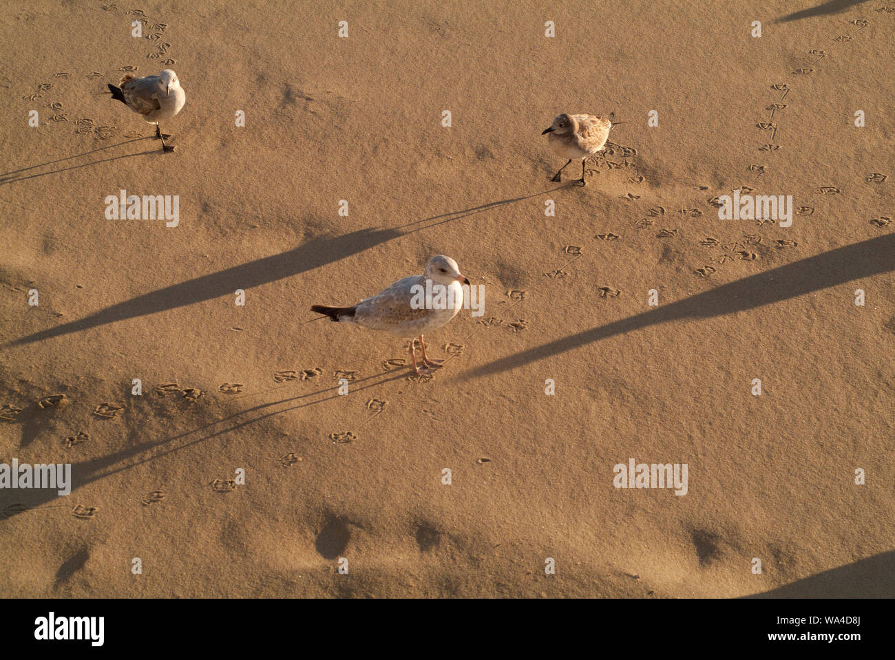 MORNING GLORY: Seagulls gather in joy along Virginia beach after a ...