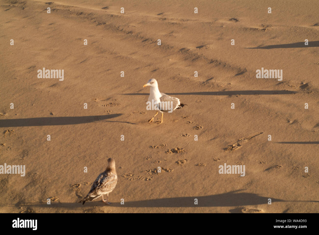 MORNING GLORY: Seagulls gather in joy along Virginia beach after a ...